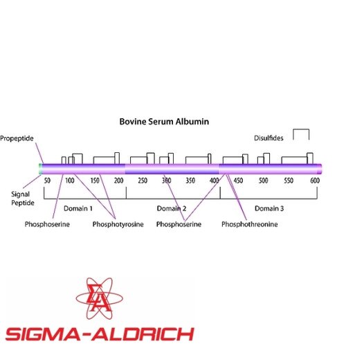 Sigma Aldrich A8577-50ML Bovine Serum Albumin Solution, 30% in Saline, Prot