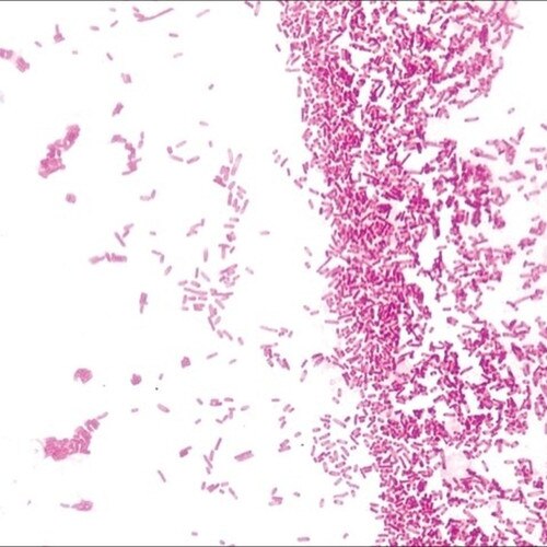 Sigma HT90A-1KT Gram Stain for Films Kit